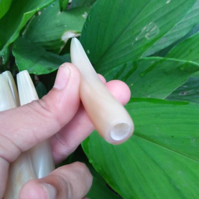 Jual PIPA ROKOK ONCE TANDUK KERBAU BULE samsu | Shopee Indonesia