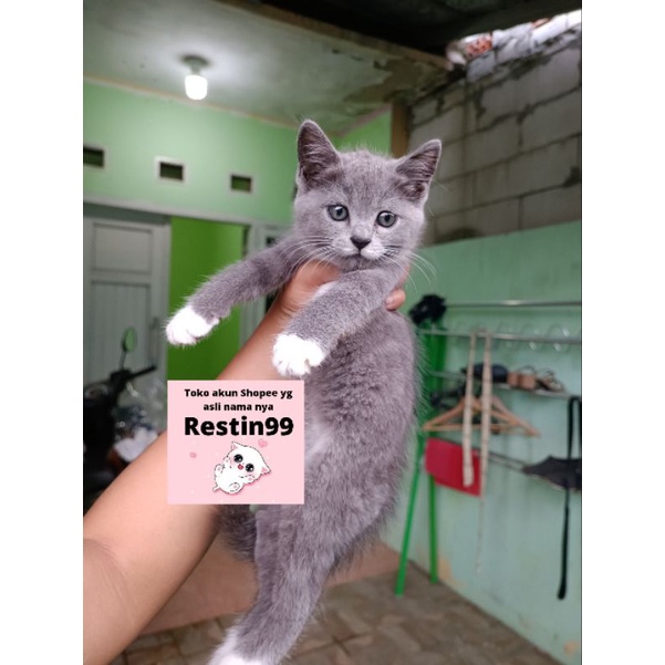 Jual bsh British kitten bicolor | Shopee Indonesia