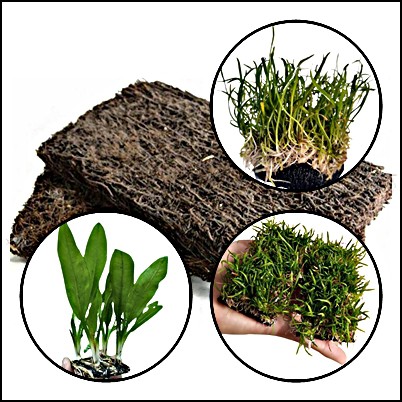 Jual MEDIA TANAM PAKIS / Media Tanam Aquascape Tatakan Lempeng Pakis ...