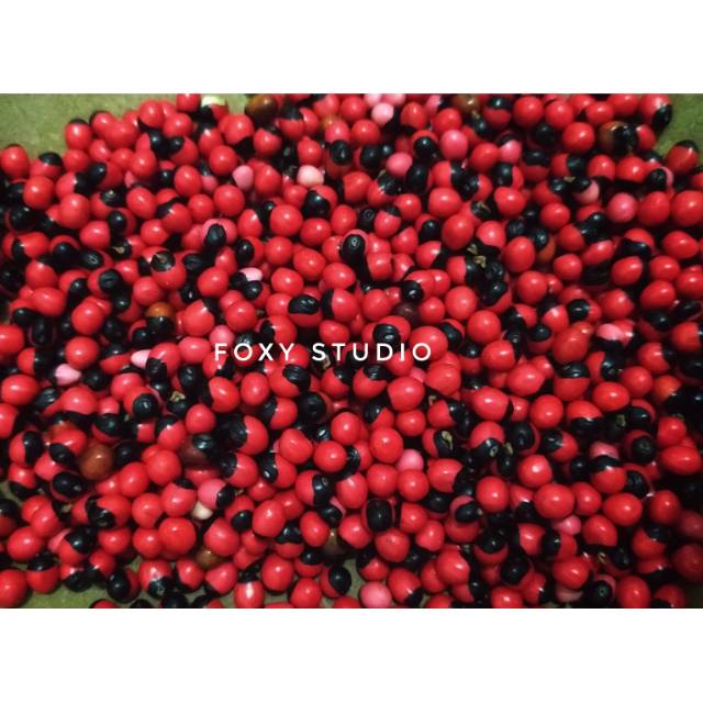 Jual BIJI SAGA RAMBAT / SAGA TELIK / SAGA BINTIK 10biji | Shopee Indonesia