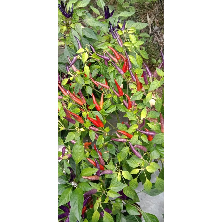Jual Benih Bibit Biji - Cabai Masquerade Purple x Uchu Cream Pepper ...