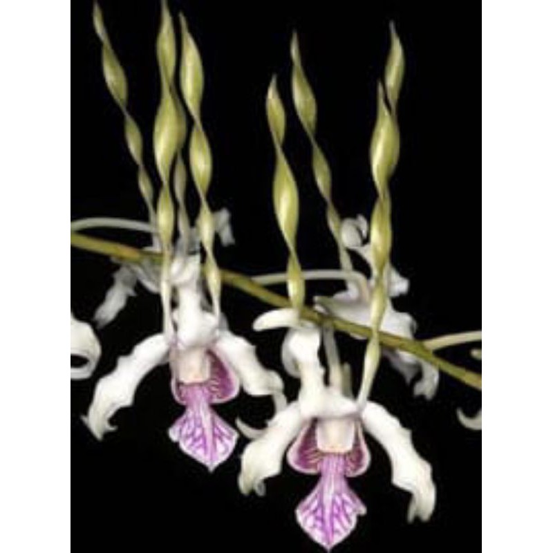 Jual anggrek dendrobium stratiotes x antenatum | Shopee Indonesia