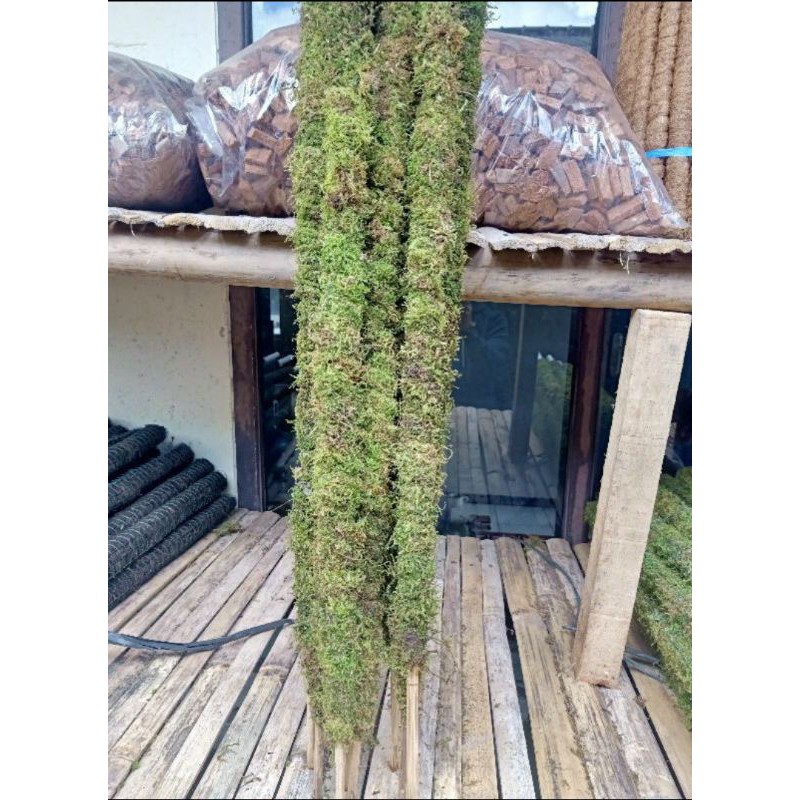 Jual turus bambu lapis lumut hidup 80 cm termurah | Shopee Indonesia