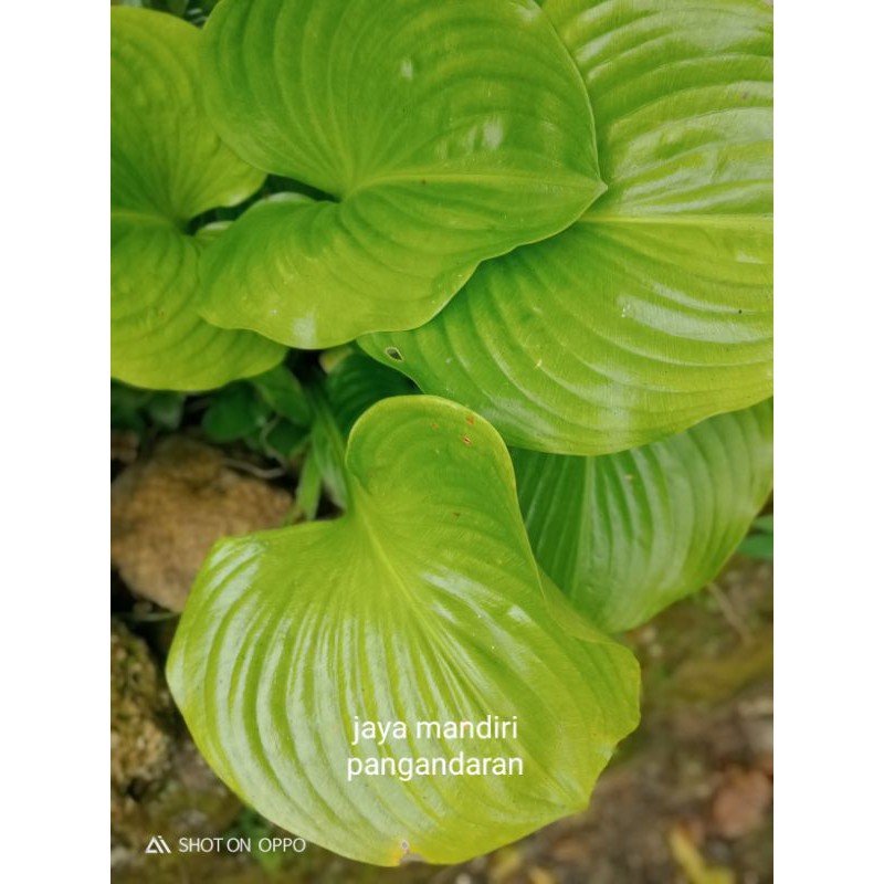Jual tanaman hias hosta sieboldiana | Shopee Indonesia