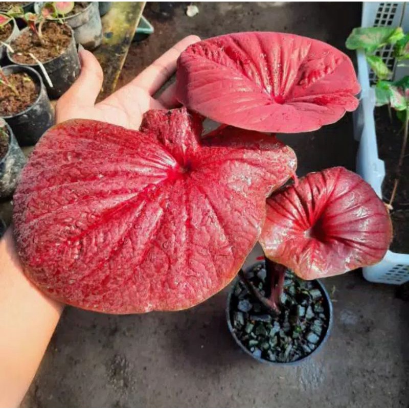 Jual Tanaman Hias Caladium Kuro Abang /Tanaman Keladi Hias 1-3 daun ...