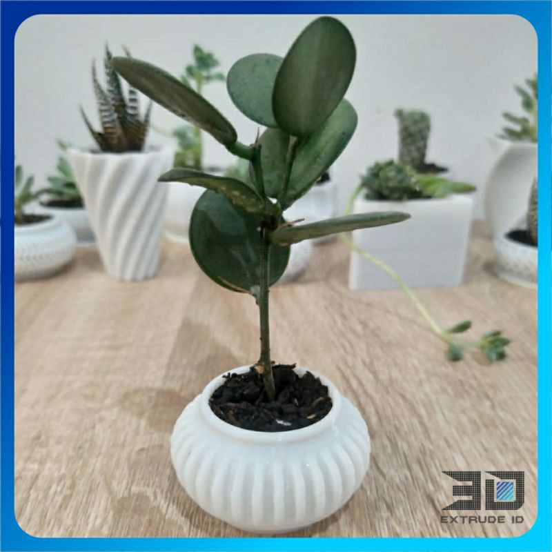 Jual Pot Tanaman Vas Kaktus Sukulen Planter Bioplastik Dekorasi Rumah ...