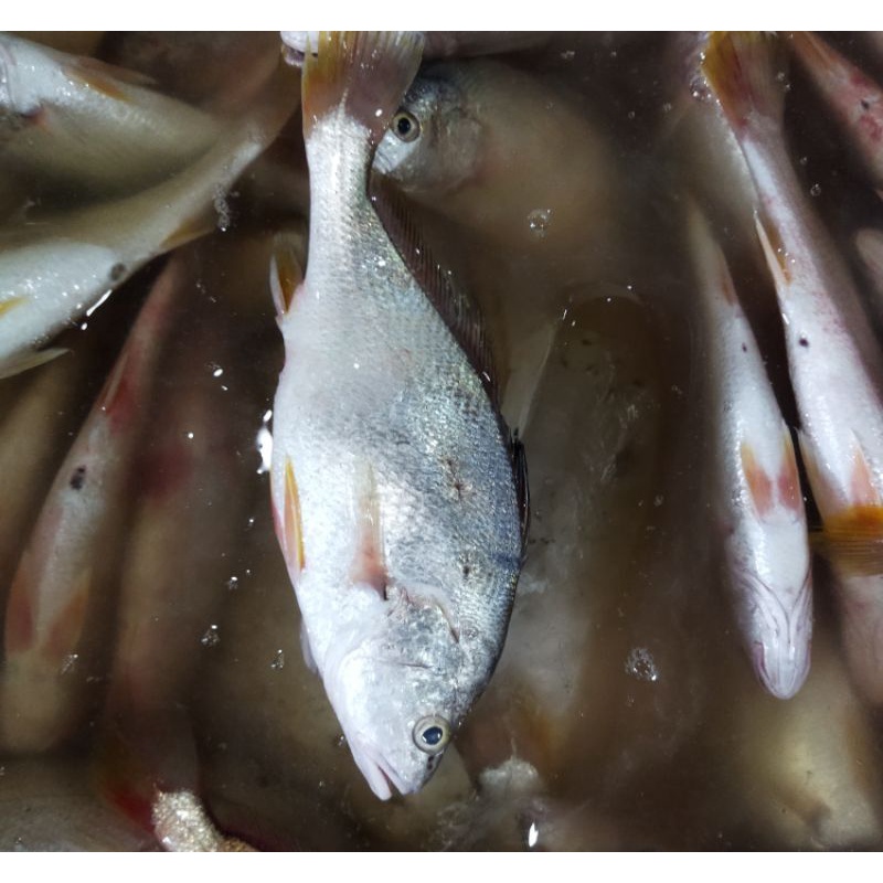 Jual Ikan Samge Segar Fresh 1Kg / Hasil Laut Harian BERGARANSI | Shopee ...