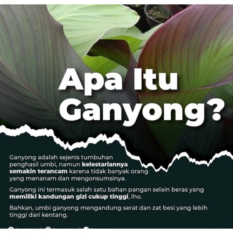 Jual Tanaman Ganyong/Bibit Tanaman Ganyong/Pohon Ganyong/Umbi Ganyong ...
