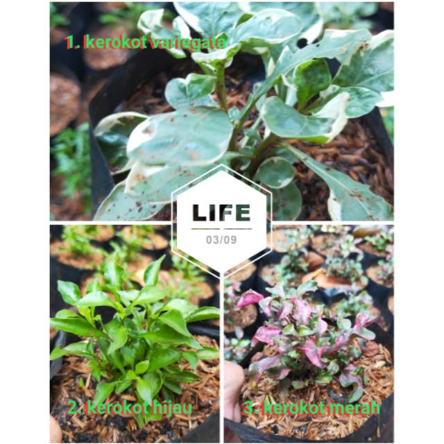 Jual Tanaman kerokot hias | Tanaman pembatas list taman | Tanaman ...