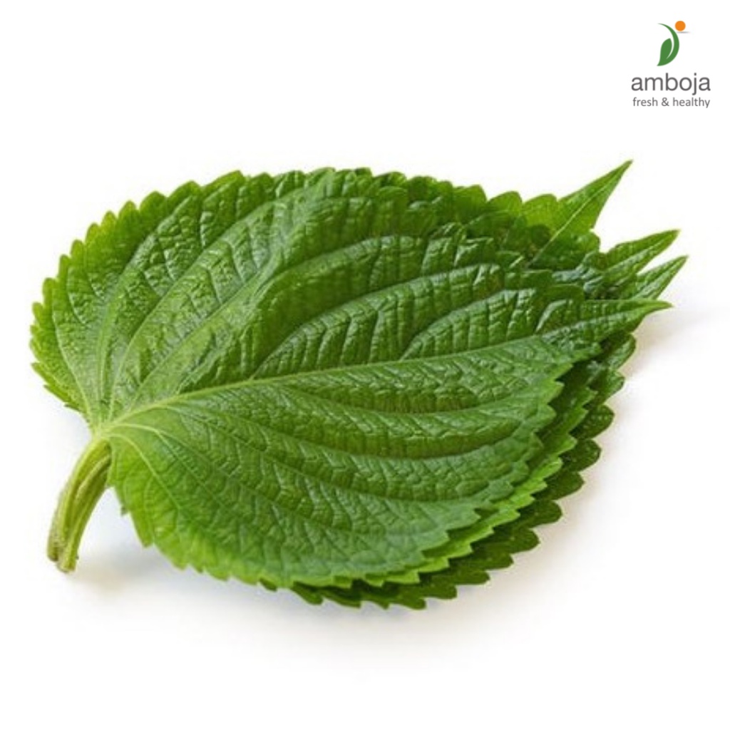 Jual Daun Perilla, Daun Korea Pack 5 lembar, Ramuan Aromatik, Bumbu ...