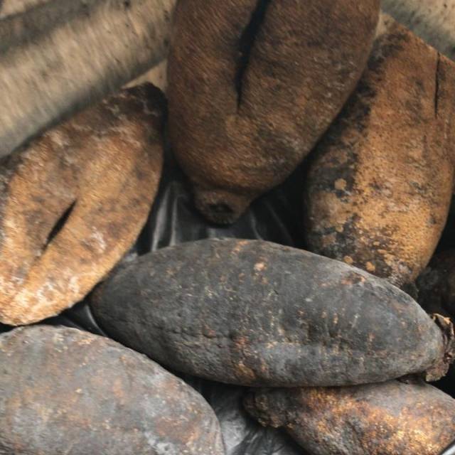 Jual Kolong (Teripang Laut) | Shopee Indonesia