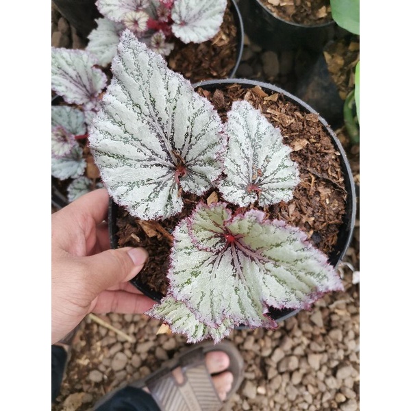Jual Tanaman hias begonia rex putz | Shopee Indonesia