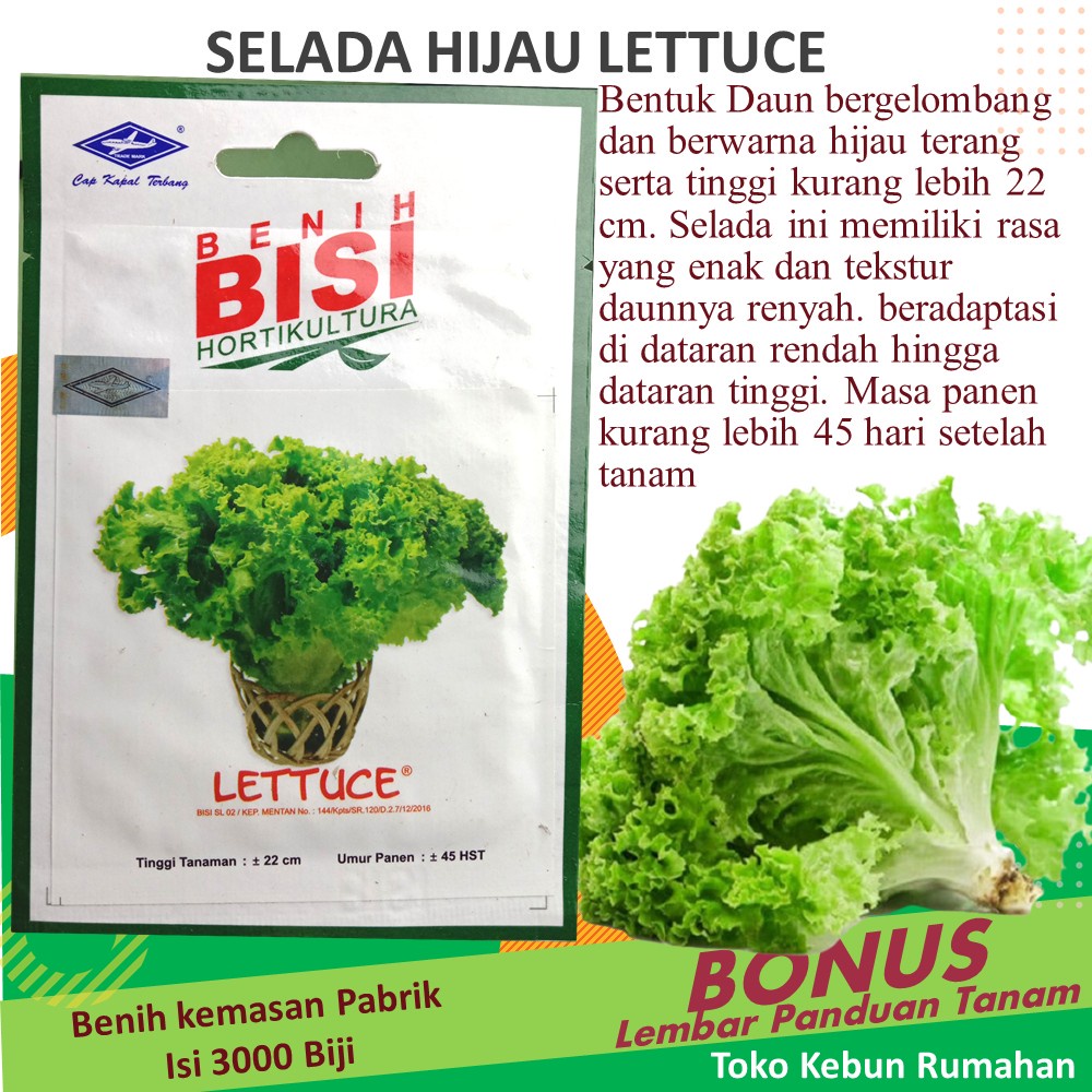 Jual Bibit Tanaman Benih Sayuran Selada Hijau Lettuce Cap Kapal Terbang ...