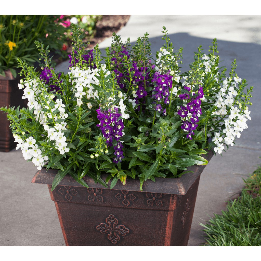Jual Tanaman Bunga Angelonia Lavender Bunga Putih ( Angelonia ...