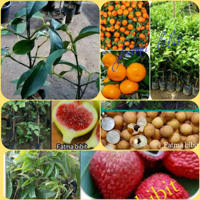 Jual Bibit Paket 5 Jenis Lecy Kom Kelengkeng New Kristal Tin Jeruk ...