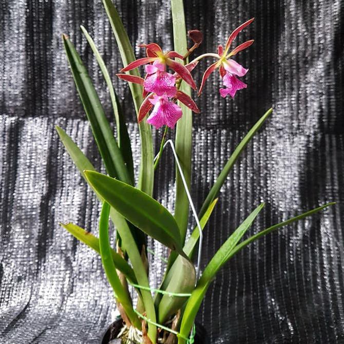 Jual PUSAT BENIH TERLENGKAP. ANGGREK BRASSAVOLA LITTLE STAR X ENCYCLIA ...