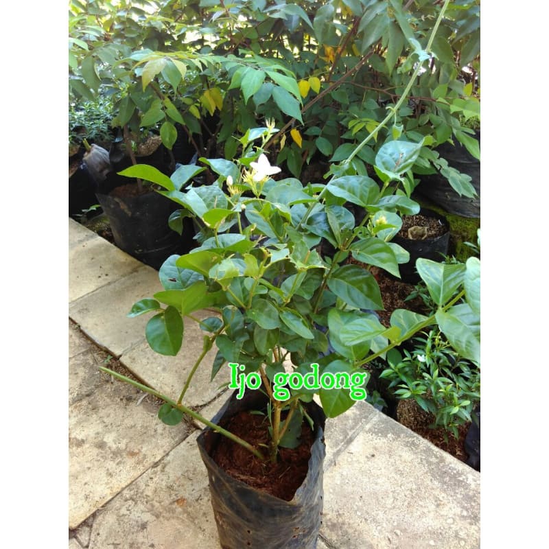 Jual Bibit Bunga melati asli | Shopee Indonesia