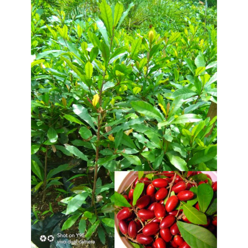 Jual Bibit Miracle Fruit atau Buah Ajaib Hasil Cangkok Super Unggul ...
