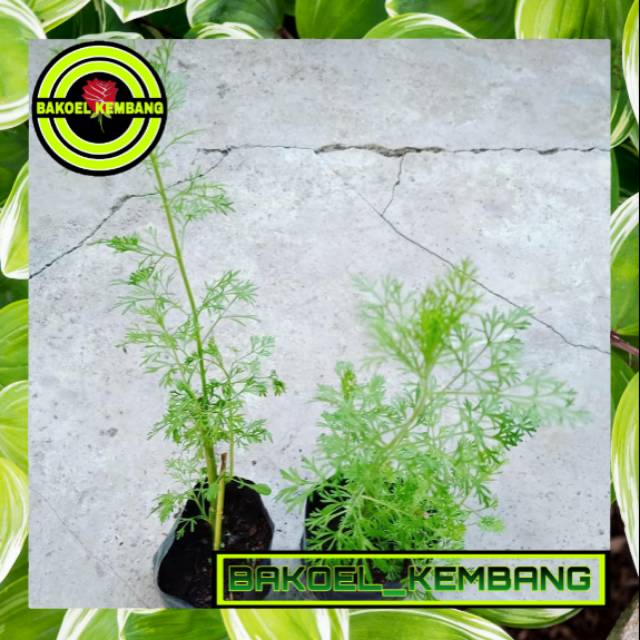 Jual Bibit Tanaman Herbal Pohon Adas Pulowaras | Shopee Indonesia