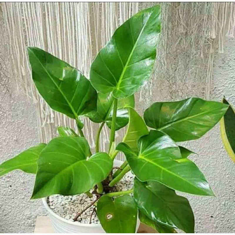 Jual Tanaman hias philodendron marble , philo marble hijau | Shopee ...