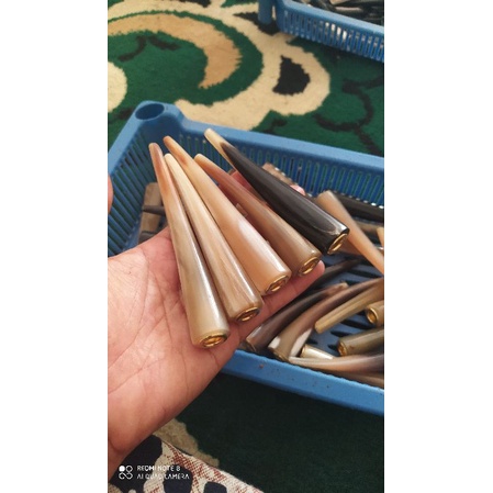 Jual once tanduk kerbau bule/once tanduk kerbau asli/once 10 cm ...