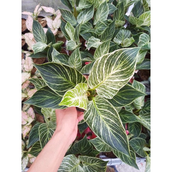 Jual PILLO BIRQIN DEWASA | Shopee Indonesia