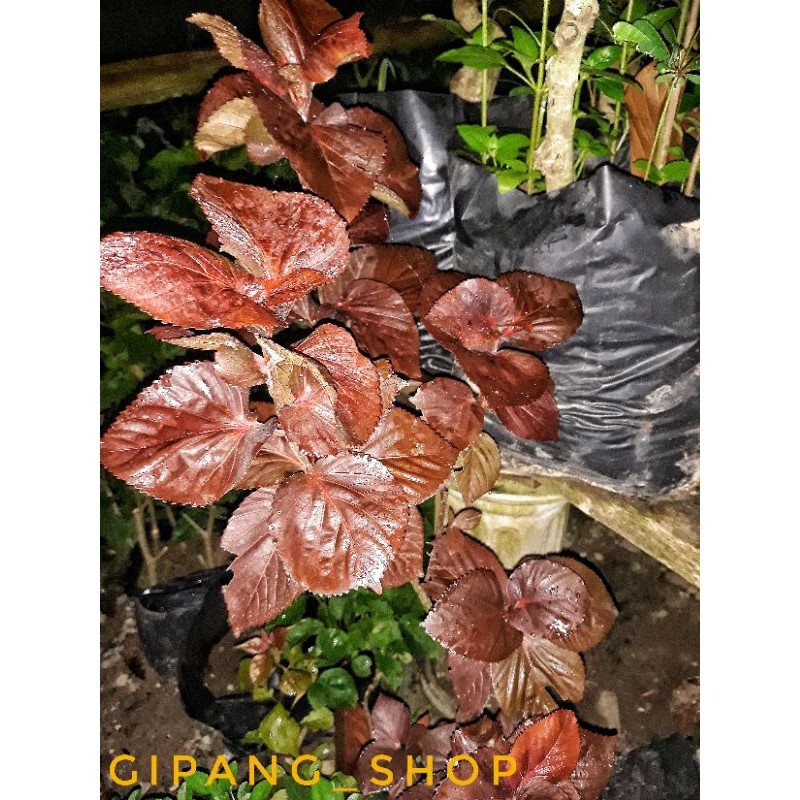 Jual Acalypha Wilkesiana bukan bunga ekor kucing puring bunga daun ...