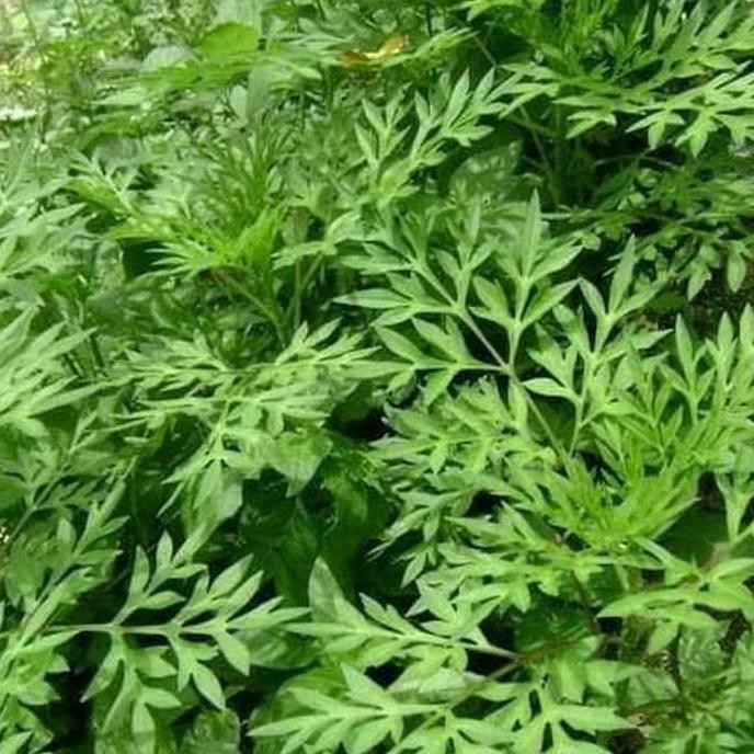 Jual Pr1N Bibit Tanaman Daun Kenikir - Pohon Ulam Raja/Ramidang ...