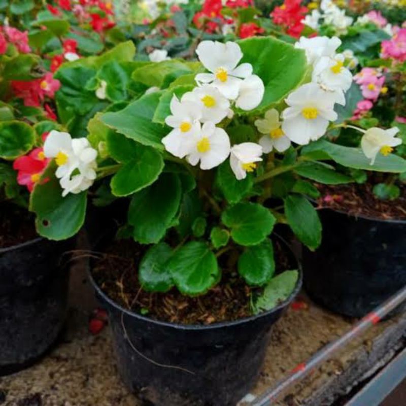 Jual Begonia Bunga Putih | Shopee Indonesia