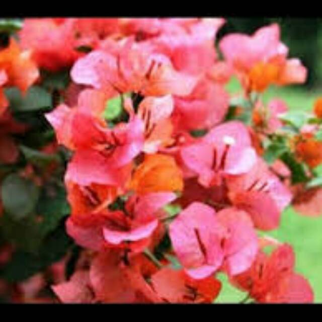 Jual bibit stek bunga kertas bougenvile pink dan orange | Shopee Indonesia
