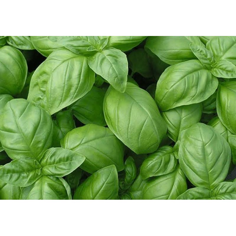 Jual DAUN BASIL SEGAR PER 100GR | Shopee Indonesia