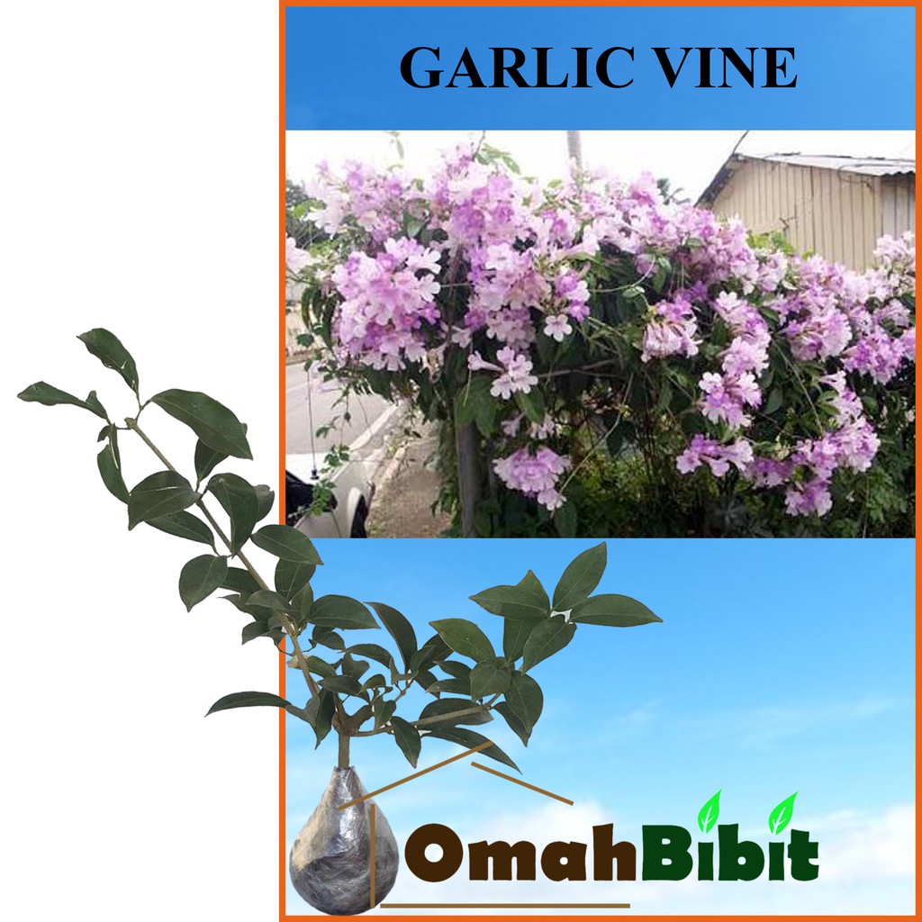 Jual Tanaman Bunga Garlic Vine (Tinggi 40-60 cm) | Shopee Indonesia