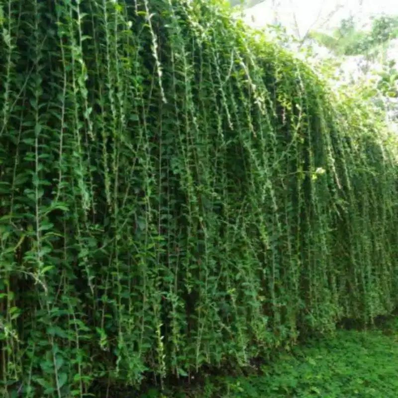 Jual Tanaman Hias Lee Kwan yew / Veronia Elliptica tanaman merambat ...