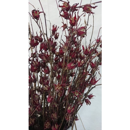 Jual Dried rosela stem flower bunga kering rosella tangkai dekorasi ...