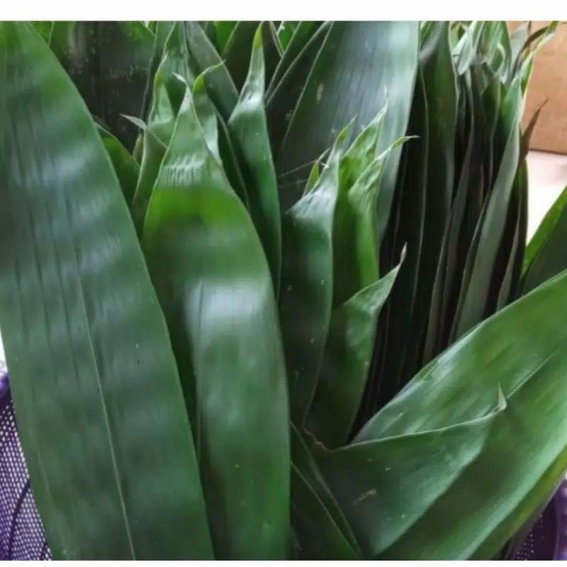 Jual Daun Bambu super pilihan 200 lembar | Shopee Indonesia