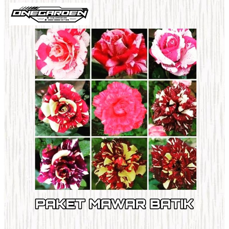 Jual PAKET MAWAR BATIK CANDY 6 TANAMAN | Shopee Indonesia