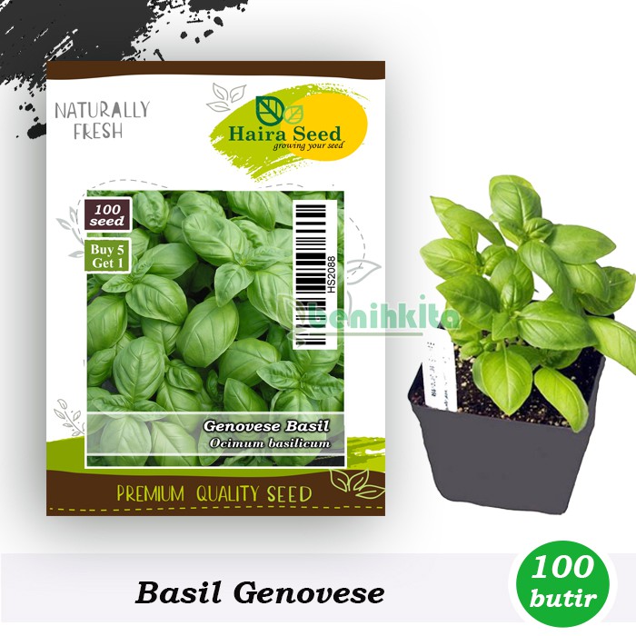 Jual Benih-Bibit Basil Genovese (Haira Seed) | Shopee Indonesia