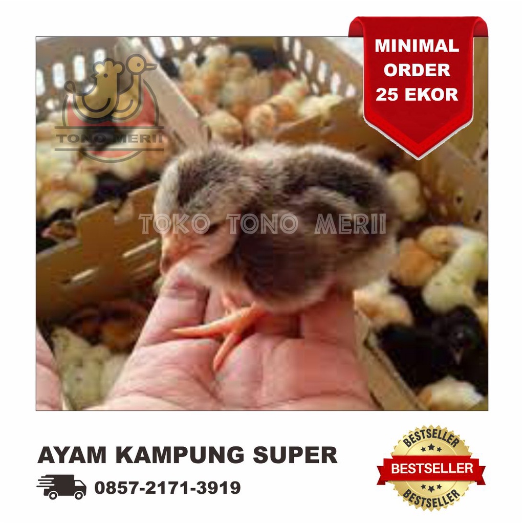 Jual DOC Anak Ayam Kampung Super / Ayam Joper - Isi 25 Ekor | Shopee Indonesia