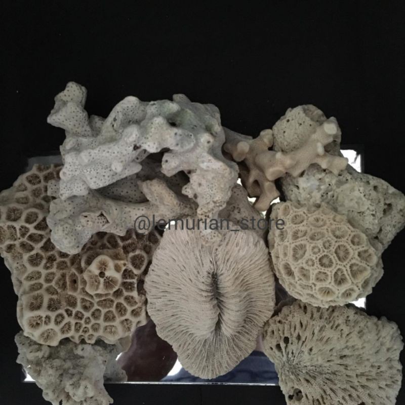 Jual BATU KARANG LAUT ASLI// aquarium/ aquascape/ PAKET RANGKAIAN ...