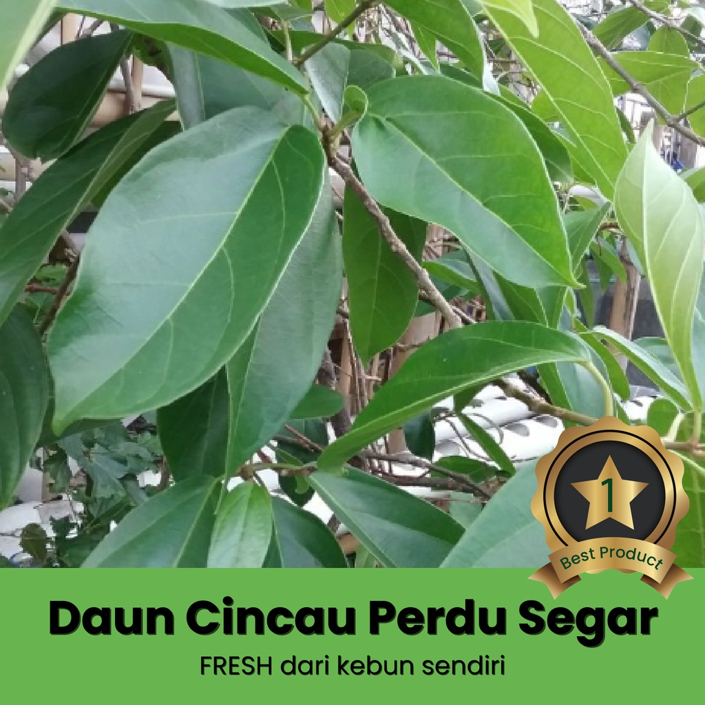 Jual daun cincau hijau perdu segar fresh untuk bahan buat minuman es ...