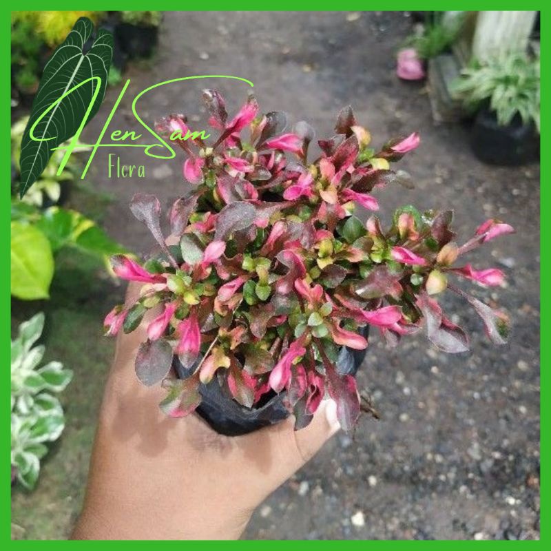Jual BUNGA HIAS PORTULACA MERAH / CROCOT TAMAN MERAH FANTA | Shopee ...