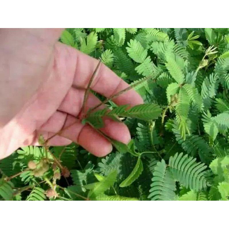 Jual PUTRI MALU/PUTRI MALU SEGAR 100GRAM-DAUN BATANG TANAMAN OBAT HERBAL | Shopee Indonesia