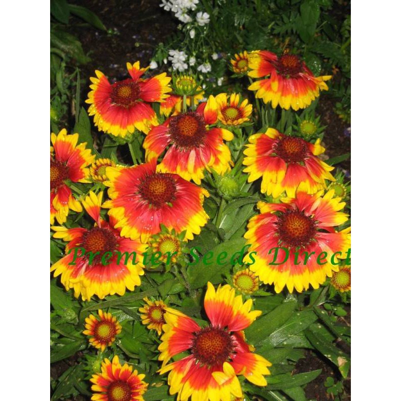 Jual Gaillardia Bicolor Goblin 10 Biji (Benih Biji Bibit Tanaman Bunga ...