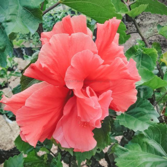 Jual Bunga Hibiscus / Kembang Sepatu Orang Tumpuk | Shopee Indonesia