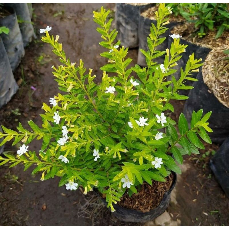 Jual Tanaman Hias Taiwan Beauty Berbunga / Beuty Tanaman Hidup Taiwan ...