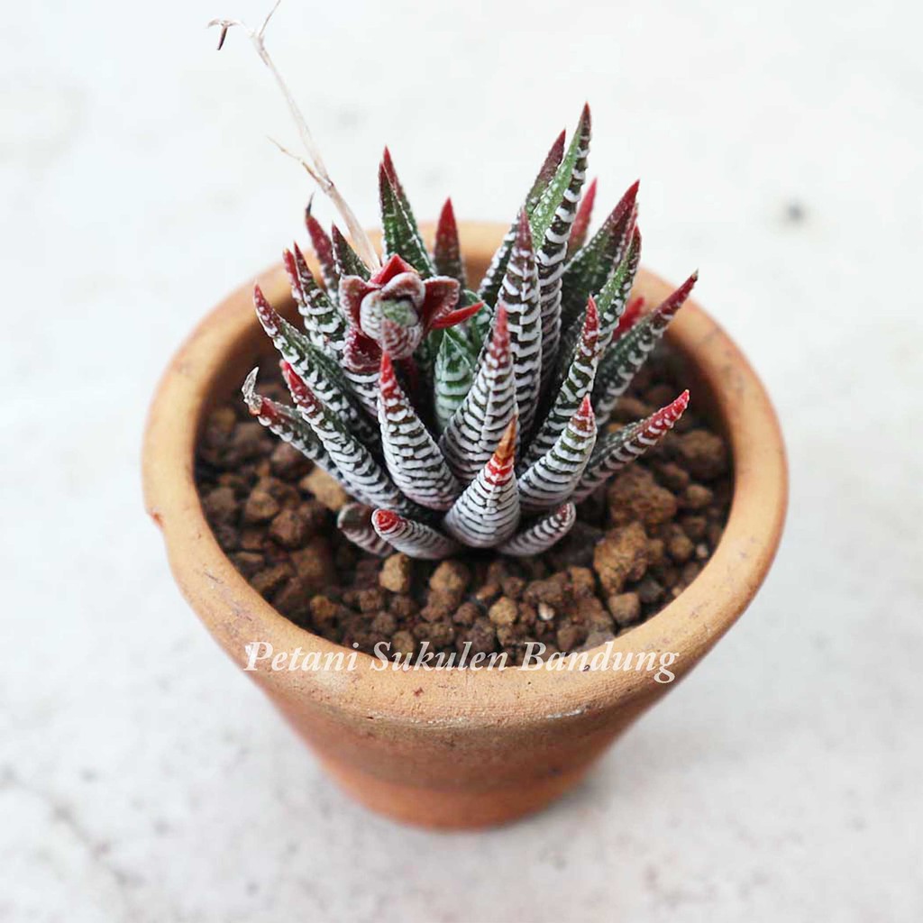 Jual Media Sukulen sekulen Kaktus mini untuk tanaman hias bunga sekam ...