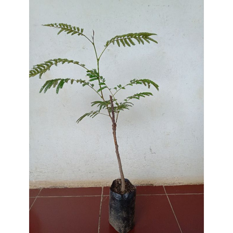 Jual pohon pete okulasi | Shopee Indonesia