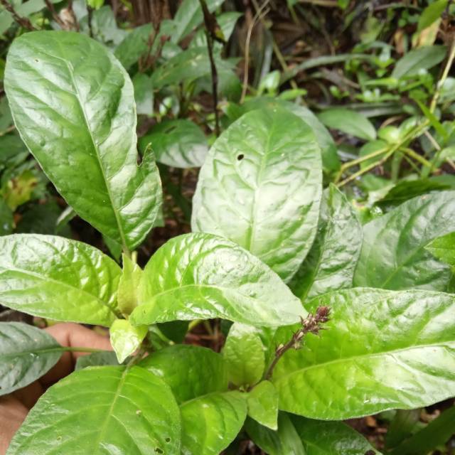 Jual DAUN RENDEU LALAPAN SEGAR | Shopee Indonesia