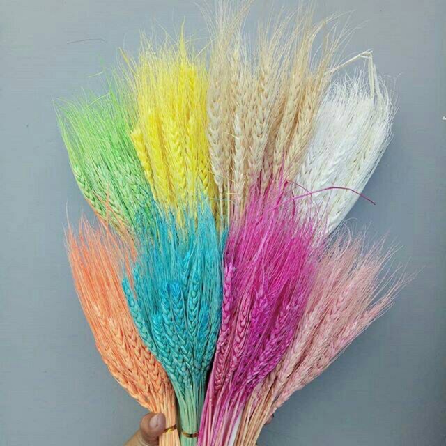 Jual Gandum kering / Bunga Gandum / Dried Flower / Gandum / Bunga ...