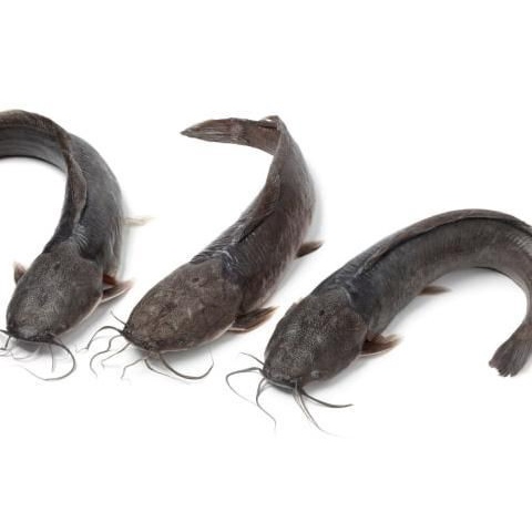 Jual Ikan lele / lele segar / ikan lele segar | Shopee Indonesia